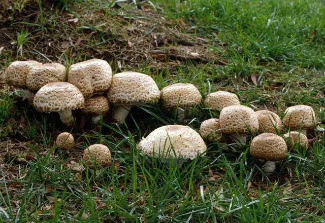 قرمز تیره Champignon: آیا می توان غذا خورد ، در کجا رشد می کند ، چگونه به نظر می رسد ، قوانین مجموعه ، عکس 5926_5