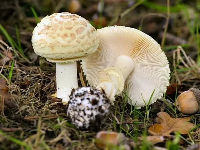 Champignon gorri iluna: jateko aukera al dago, non hazten den, nolakoa den, bildumako arauak, argazkia 5926_7