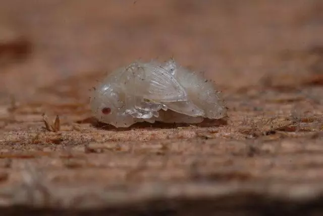 Weevil sa mga strawberry: kung paano makitungo, mapupuksa sa panahon ng pamumulaklak, prutas, kung kailan iproseso, kung paano mag-spray, mga remedyo ng tao, mga pagsusuri 5929_2