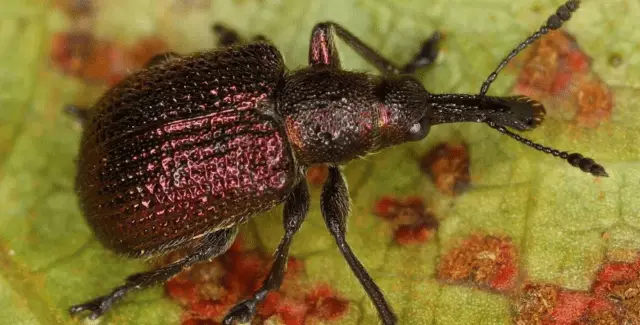 Weevil lori awọn strawberries: bii o ṣe le ṣe, yọ kuro lakoko aladodo, eso, igba lati ṣe ilana, bii o ṣe fun sokiri, awọn atunṣe eniyan, awọn atunwo 5929_3