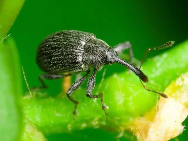 Weevil lori awọn strawberries: bii o ṣe le ṣe, yọ kuro lakoko aladodo, eso, igba lati ṣe ilana, bii o ṣe fun sokiri, awọn atunṣe eniyan, awọn atunwo 5929_4