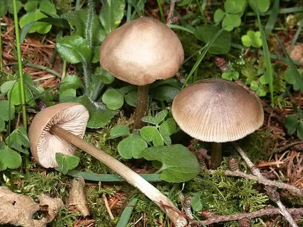 Entoloma konferentsiyasi: qo'ziqorinlar nimaga o'xshaydi, qayerda va qanday o'sadi, ular qutulish mumkinmi yoki yo'qmi 5934_1