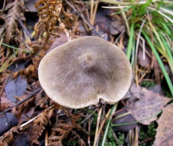 Entoloma conferendum：キノコはどのように見えるか、どこでどのように成長するか、食用かどうか 5934_2