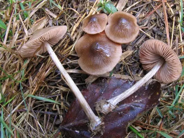 Entoloma konferentsiyasi: qo'ziqorinlar nimaga o'xshaydi, qayerda va qanday o'sadi, ular qutulish mumkinmi yoki yo'qmi 5934_3