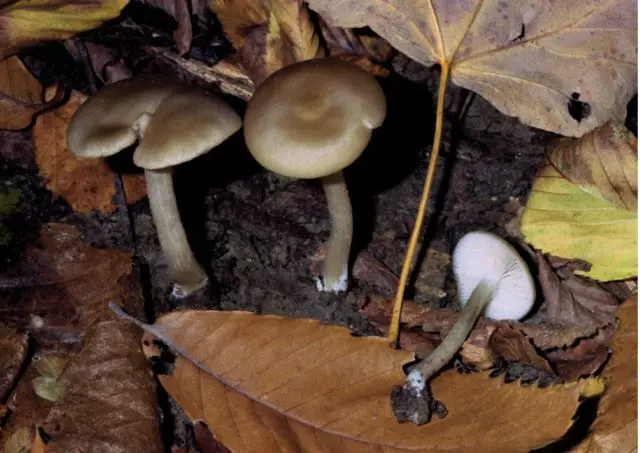 Entoloma -konferinsje: hoe paddestoelen der útsjen, wêr en hoe se groeie, binne se te iten of net 5934_4