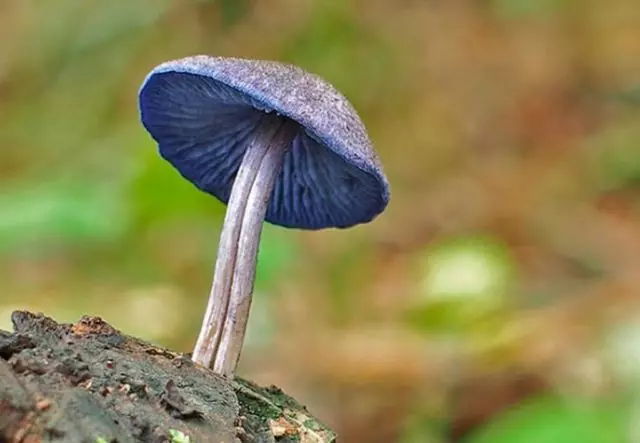 Hell faarweg Entoloma (hell faarweg rosa Platte, Entoloma euchroum): wéi gesi Champignonen aus, wou a wéi se wuessen, si se iessbar oder net 5938_1