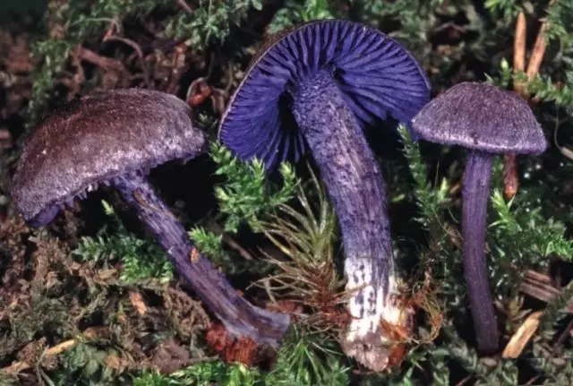 Entoloma jarkih boja (ružičasta ploča jarko obojene boje, Entoloma euchroum): kako gljive izgledaju, gdje i kako rastu, jesu li jestive ili ne 5938_2