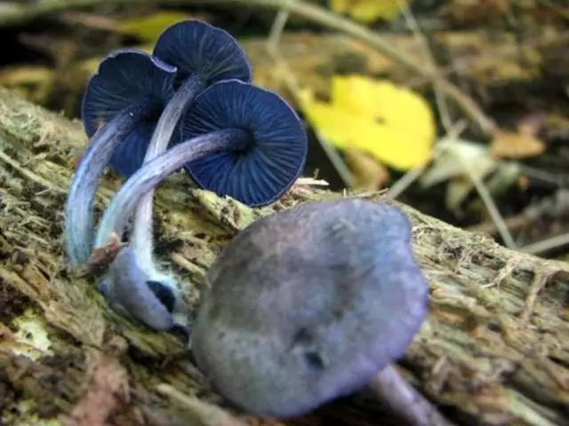 Entoloma jarkih boja (ružičasta ploča jarko obojene boje, Entoloma euchroum): kako gljive izgledaju, gdje i kako rastu, jesu li jestive ili ne 5938_6