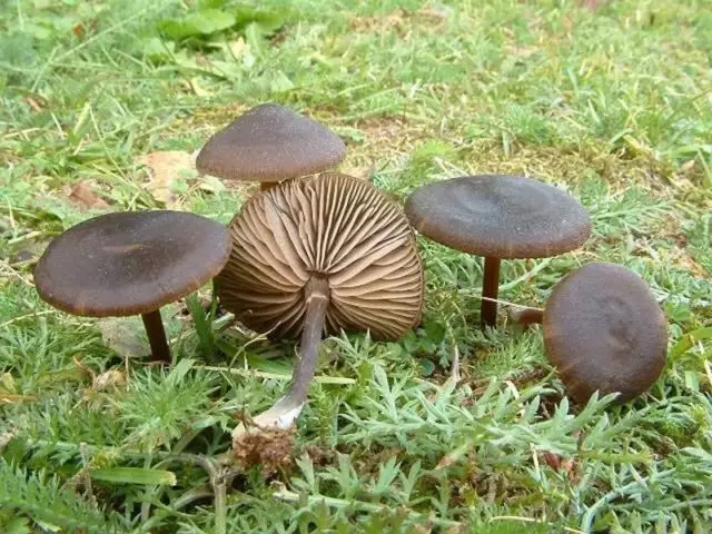 Seideg Entoloma (Silky rose leaf, Entolomasericeum): wéi gesi Champignonen aus, wou a wéi se wuessen, si se iessbar oder net 5940_1