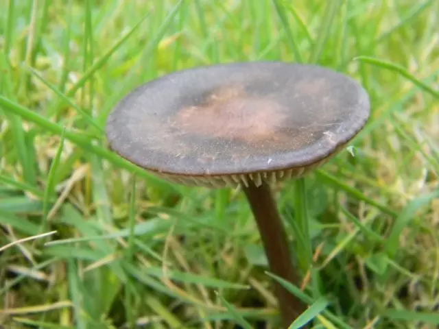 Silky entoloma (Silky rose leaf, Entolomasericeum): seperti apa jamur itu, di mana dan bagaimana mereka tumbuh, apakah bisa dimakan atau tidak 5940_2