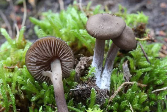 Silky entoloma (Lá hồng mượt, Entolomasericeum): nấm trông như thế nào, chúng phát triển ở đâu và như thế nào, chúng có ăn được hay không 5940_3