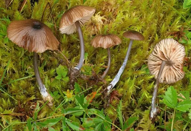 Silky entoloma (Lá hồng mượt, Entolomasericeum): nấm trông như thế nào, chúng phát triển ở đâu và như thế nào, chúng có ăn được hay không 5940_5