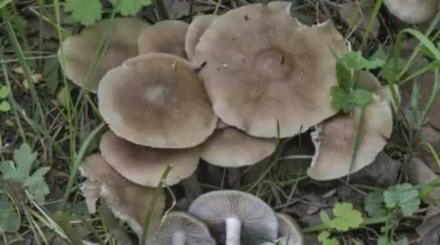 Silky entoloma (Lá hồng mượt, Entolomasericeum): nấm trông như thế nào, chúng phát triển ở đâu và như thế nào, chúng có ăn được hay không 5940_9