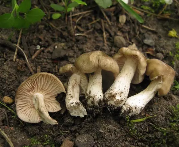 Záhradný entoloma (lesný, jedlý, Entoloma clypeatum): ako huby vyzerajú, kde a ako rastú, dajú sa jesť alebo nie, ako variť, ako nakladať 5942_12