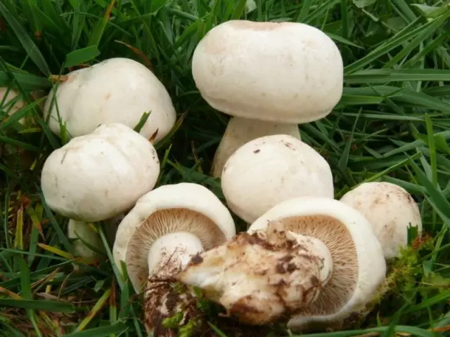 Ogige entoloma (oke ohia, oriri, Entoloma clypeatum): ụdị olu dị, ebe na ka ha si eto, enwere ike iri ha ma ọ bụ na agaghị eri, esi esi nri, ka esi esi nri. 5942_16