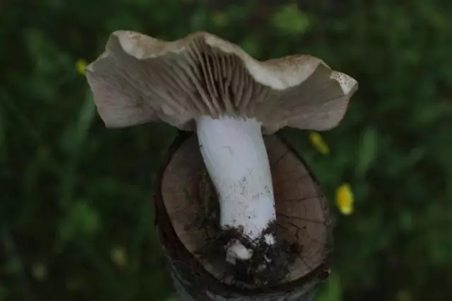 Ogige entoloma (oke ohia, oriri, Entoloma clypeatum): ụdị olu dị, ebe na ka ha si eto, enwere ike iri ha ma ọ bụ na agaghị eri, esi esi nri, ka esi esi nri. 5942_2