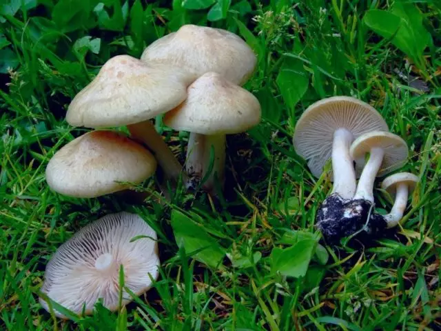 Ogige entoloma (oke ohia, oriri, Entoloma clypeatum): ụdị olu dị, ebe na ka ha si eto, enwere ike iri ha ma ọ bụ na agaghị eri, esi esi nri, ka esi esi nri. 5942_3