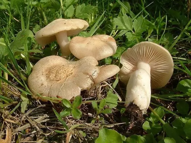 ဥယျာဉ် entoloma (သစ်တော၊ စားနိုင်သောအပင်၊ Entoloma clypeatum) ။ မှိုများသည်မည်သည့်နေရာ၊ မည်သို့ကြီးထွားလာသည်၊ ၎င်းတို့ကိုအစာစားနိုင်၊ မစားနိုင်၊ ချက်ပြုတ်ပုံ၊ အချဉ်လုပ်နည်း 5942_6