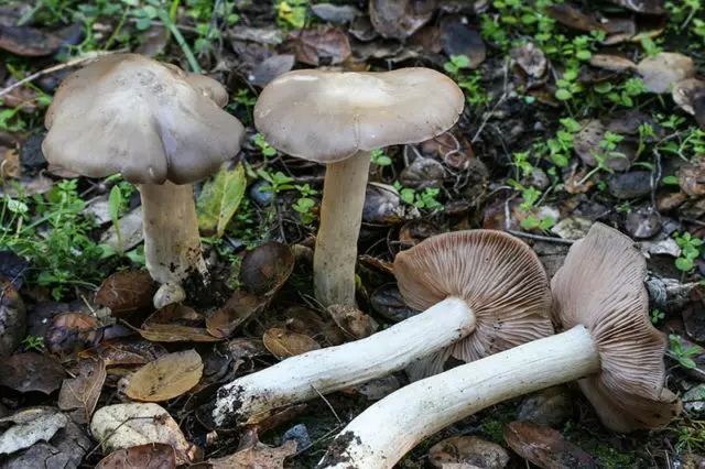 Záhradný entoloma (lesný, jedlý, Entoloma clypeatum): ako huby vyzerajú, kde a ako rastú, dajú sa jesť alebo nie, ako variť, ako nakladať 5942_7