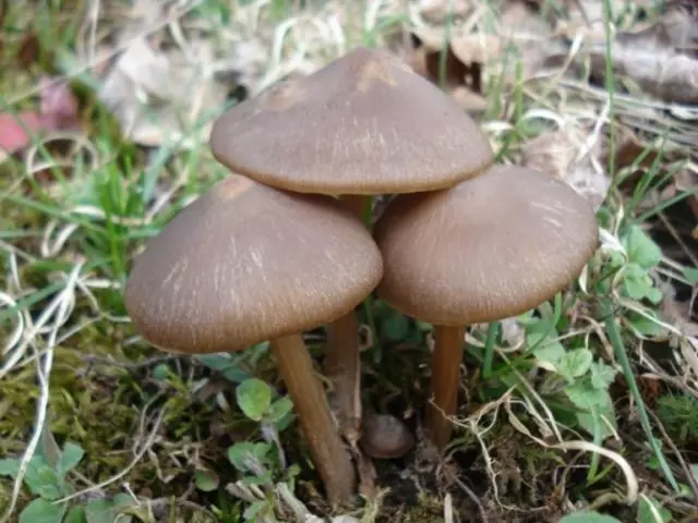 Záhradný entoloma (lesný, jedlý, Entoloma clypeatum): ako huby vyzerajú, kde a ako rastú, dajú sa jesť alebo nie, ako variť, ako nakladať 5942_8