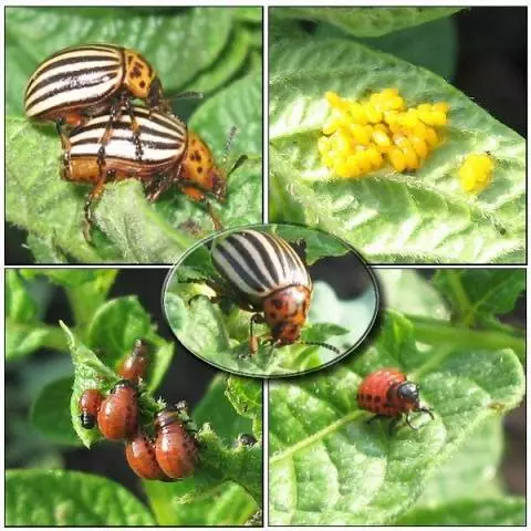 Corado dello scarabeo della patata del Colorado: istruzioni per l'uso 5951_3