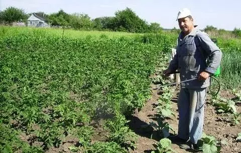 Corado dello scarabeo della patata del Colorado: istruzioni per l'uso 5951_4