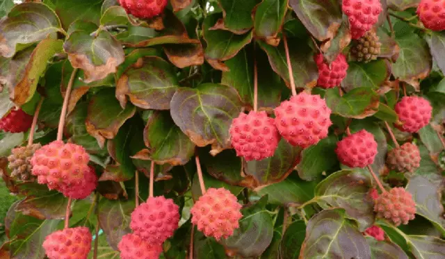 Aardbeiboom (kudrania): hoe het eruit ziet, het groeit, reproductie, groeien in het open veld, de voordelen van fruit, opbrengst 5955_2