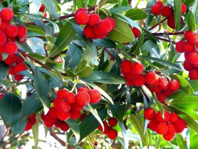 Aardbeiboom (kudrania): hoe het eruit ziet, het groeit, reproductie, groeien in het open veld, de voordelen van fruit, opbrengst 5955_3