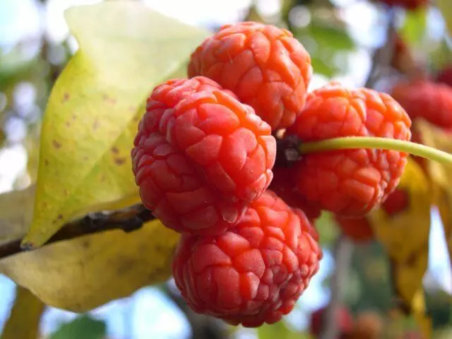 Aardbeiboom (kudrania): hoe het eruit ziet, het groeit, reproductie, groeien in het open veld, de voordelen van fruit, opbrengst 5955_4