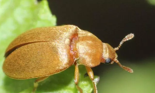 Raspberry beetle: auala e taua ai i le tautotogo, ata, foliga mai, o le a le au, pe faʻafefea ona fai 5959_1