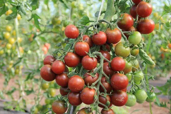 Cureyên nû yên tomato ji bo 2021 5962_16