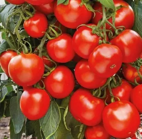 Cureyên nû yên tomato ji bo 2021 5962_21