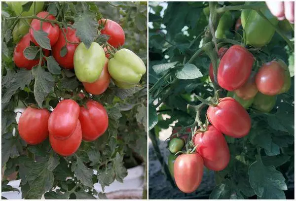 Cureyên nû yên tomato ji bo 2021 5962_22