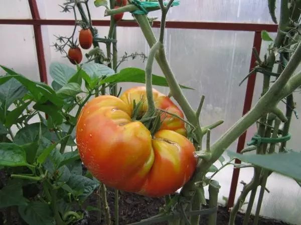 Cureyên nû yên tomato ji bo 2021 5962_25