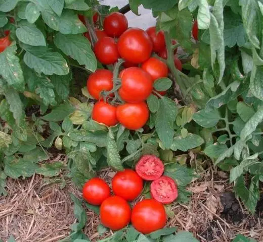 Cureyên nû yên tomato ji bo 2021 5962_6