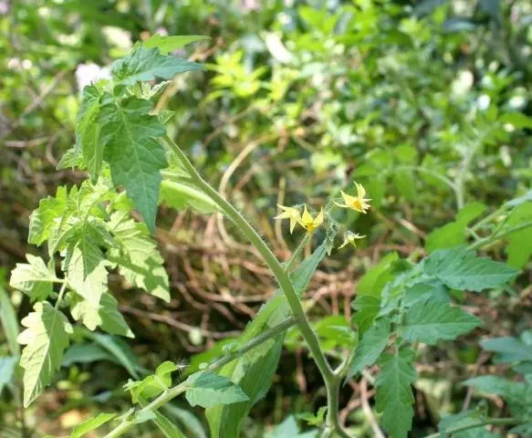 Hvilken gødning skal anvendes, når man planter en tomat 5964_11