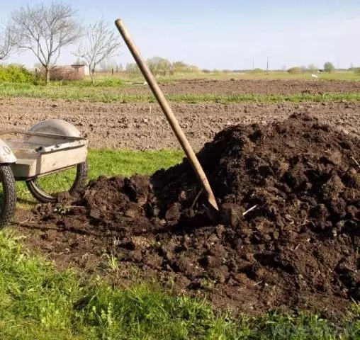 Hvilken gødning skal anvendes, når man planter en tomat 5964_3