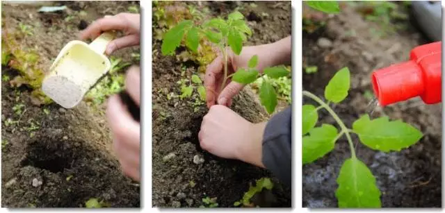 Hvilken gødning skal anvendes, når man planter en tomat 5964_8