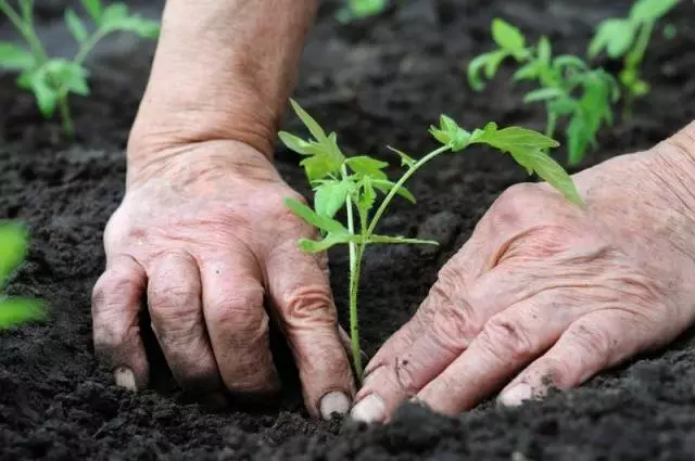 Como plantar tomates para as mudas corretamente 5971_18