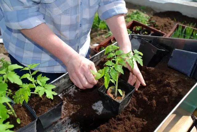 Cara menanam tomato untuk anak benih dengan betul 5971_2