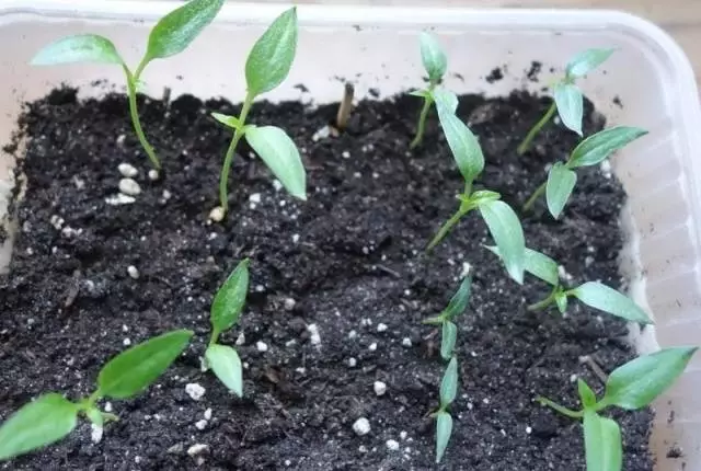 Pepper seedlings: girma da kulawa 5986_10