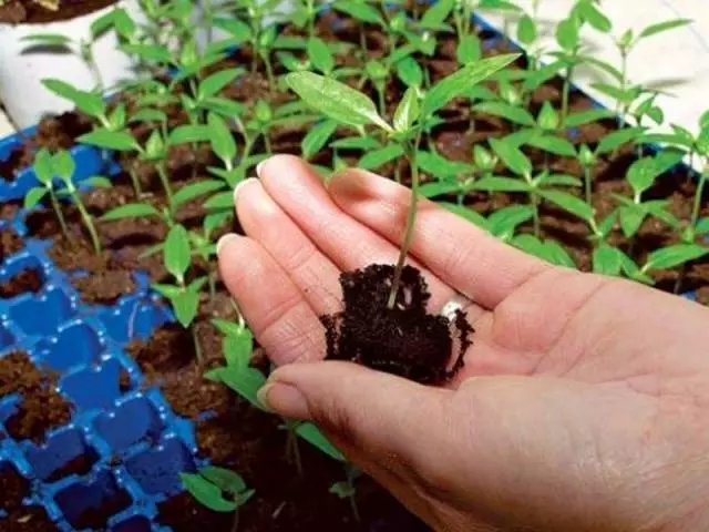 Pepper seedlings: girma da kulawa 5986_11