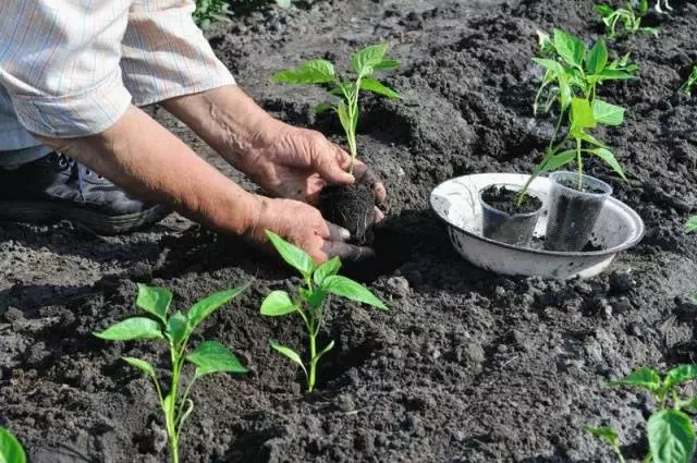 Pepper seedlings: girma da kulawa 5986_13