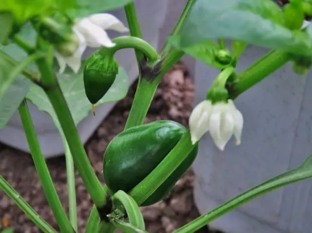 Pepper seedlings: girma da kulawa 5986_14