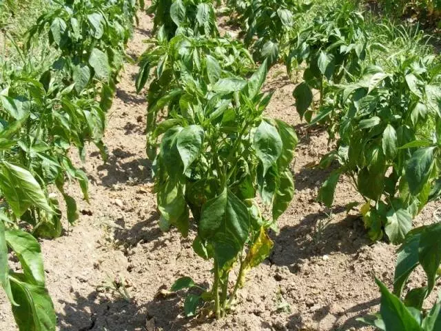 Pepper seedlings: girma da kulawa 5986_15