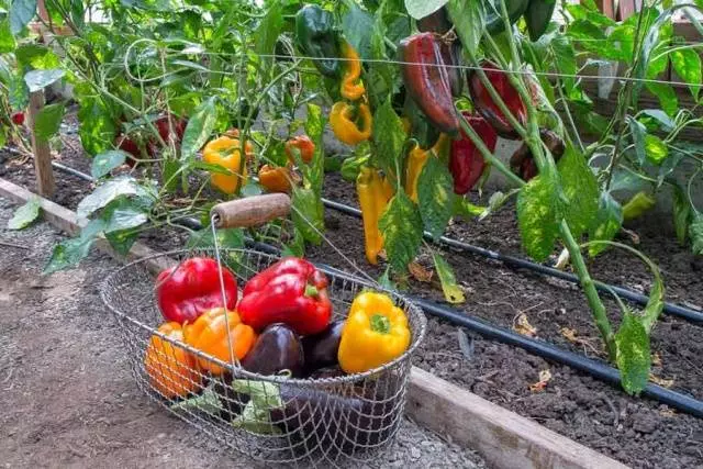 Pepper seedlings: girma da kulawa 5986_16