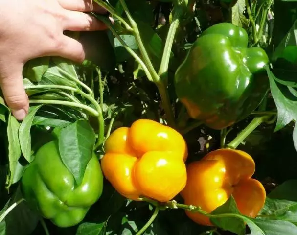 Pepper seedlings: girma da kulawa 5986_17