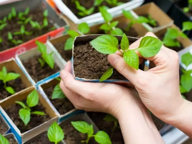 Pepper seedlings: girma da kulawa 5986_2