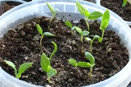 Pepper seedlings: girma da kulawa 5986_22