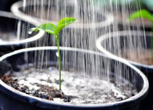 Pepper seedlings: girma da kulawa 5986_28